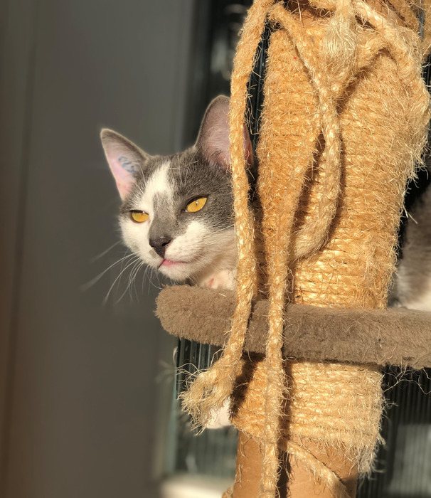 SECOTINE :: Les-pattounes-libres