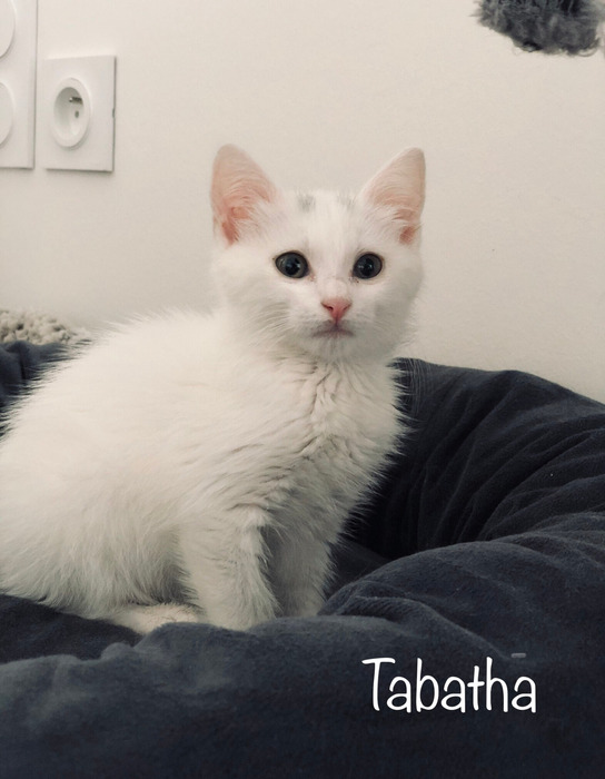 TABATHA :: Les-pattounes-libres