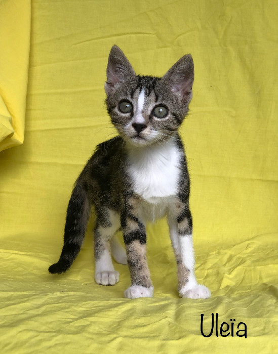 ULEIA :: Les-pattounes-libres