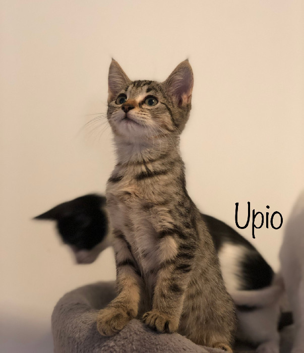 UPIO :: Les-pattounes-libres