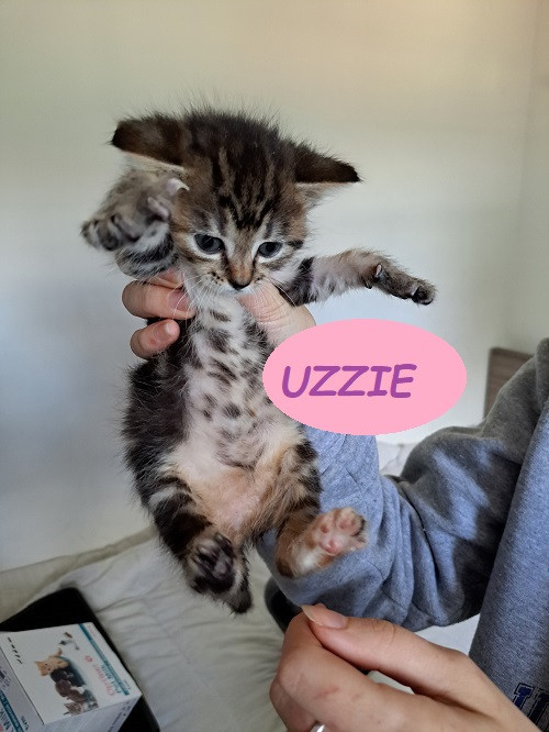 UZZIE :: Les-pattounes-libres